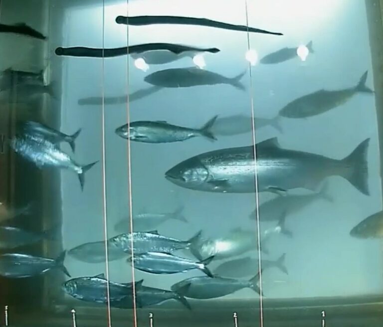 Data Solutions | Four Peaks Environmental